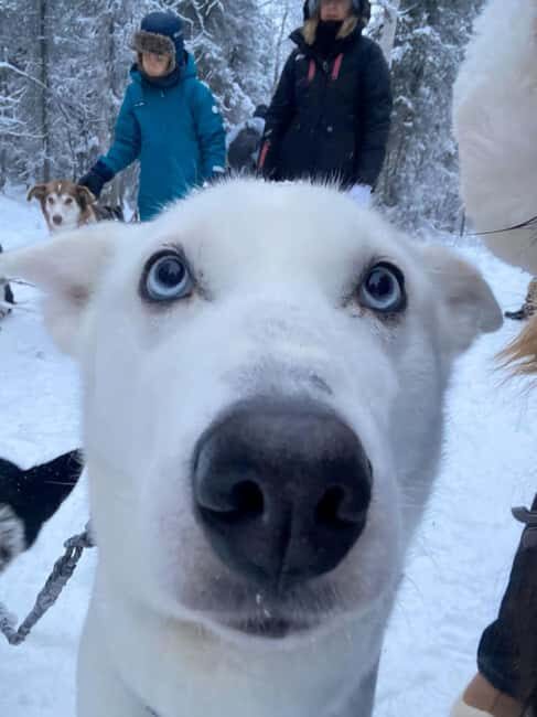 Levi: 5 Km Husky Sledding Ride in Levi - Key Points