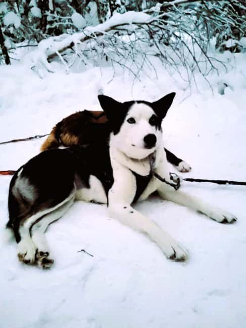 Levi: 5 Km Husky Sledding Ride in Levi - Final Thoughts