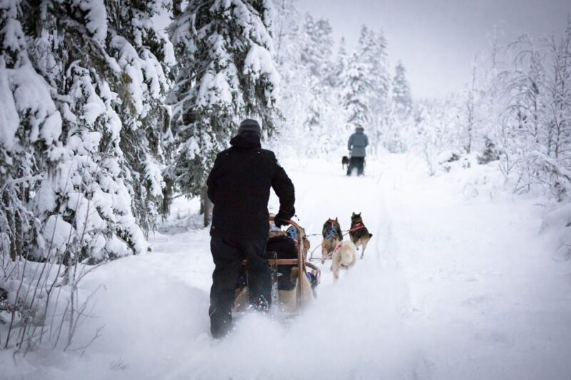 Levi: 7 km Self-Drive Husky Sledding Adventure - An In-Depth Look at the Husky Sledding Safari
