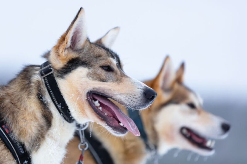 Levi: 7 km Self-Drive Husky Sledding Adventure - What Do Reviewers Say?