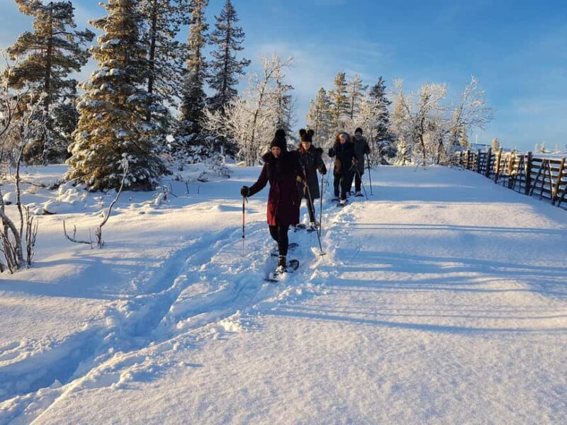 Levi: Gentle Snowshoe Walk in Winter Wilderness - Key Points