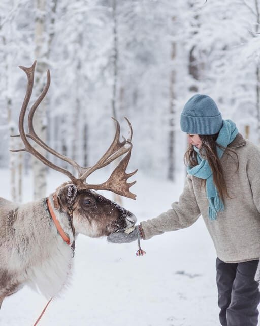 Levi: Horse and Husky Farm Visit with Juice and Cookies - The Itinerary: What to Expect