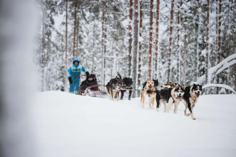 Levi: Husky and Reindeer Farm Tour with Sled Ride - What to Expect from the Tour