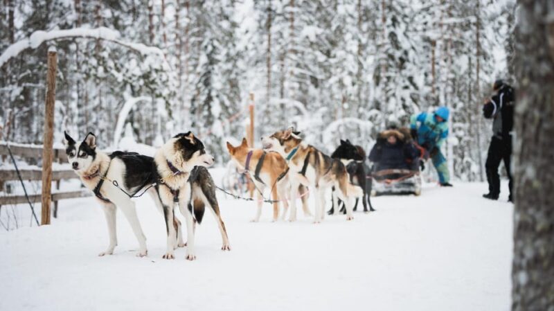 Levi: Husky and Reindeer Farm Visit with Snowmobiling - Practical Tips for Travelers