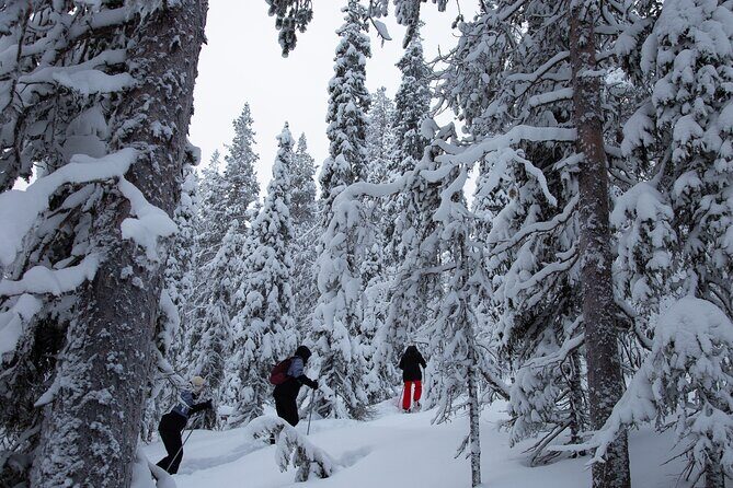 Levi: Lakeside forest snowshoeing - Key Points