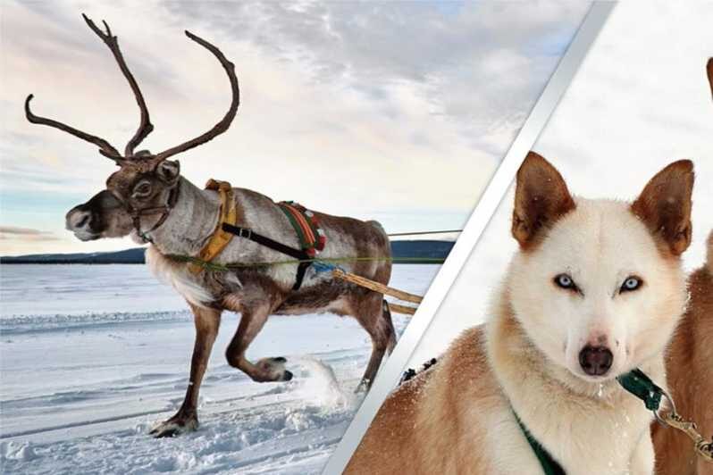 Levi: Lapland Reindeer and Husky Safari - Levi: Lapland Reindeer and Husky Safari – An Authentic Arctic Adventure