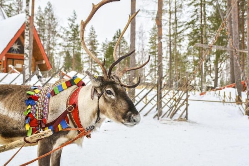 Levi: Lapland Reindeer and Husky Safari - In The Sum Up