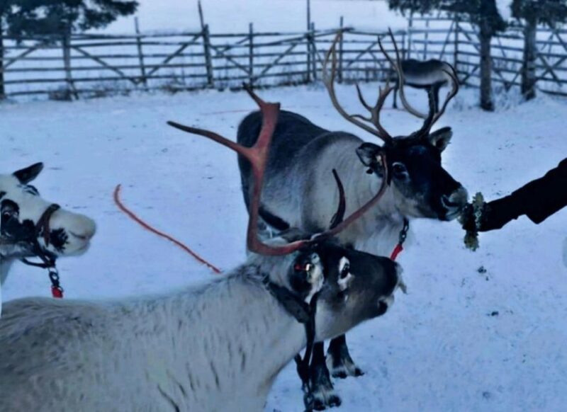 Levi: Lapland Reindeer Safari - FAQs