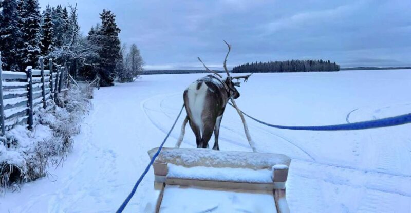 Levi: Lapland Reindeer Safari - Final Thoughts