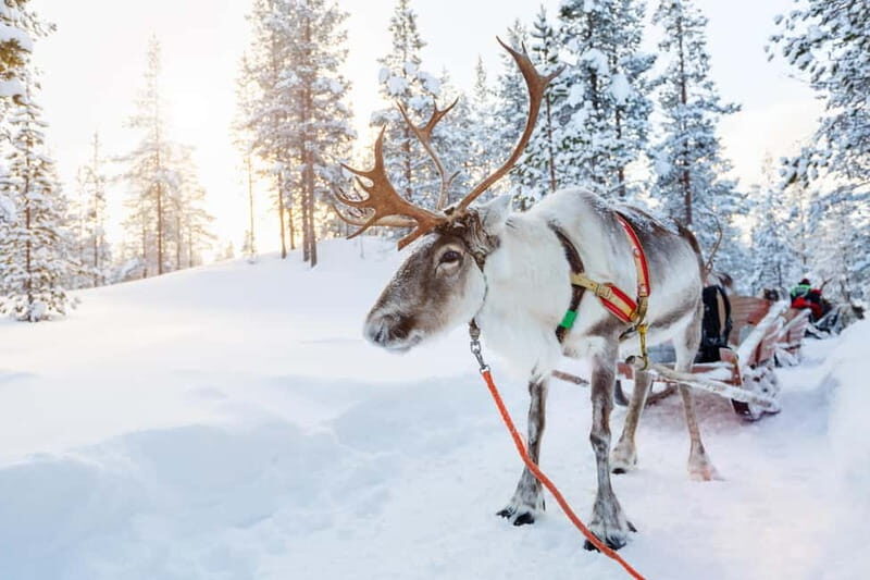 Levi: Lappish Reindeer Sled Ride 3 km - Key Points