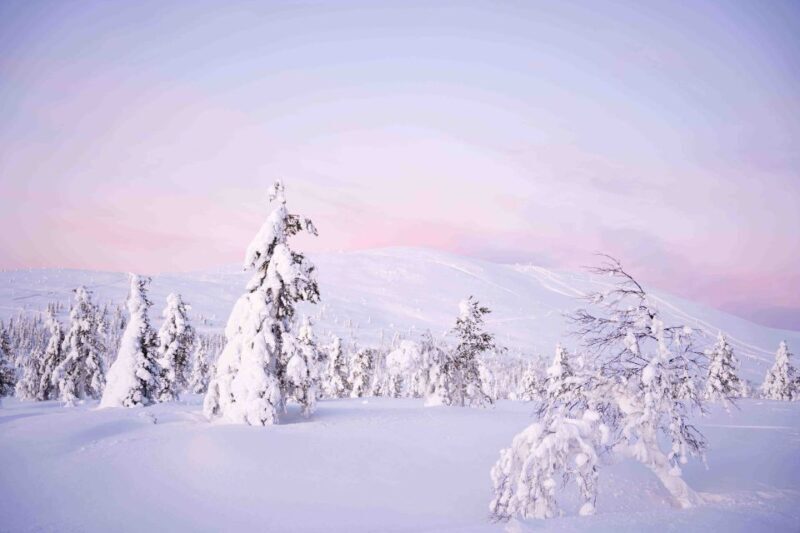 Levi: Pallas National Park Adventure with Pro Photos & BBQ - Who Will Love This Tour?