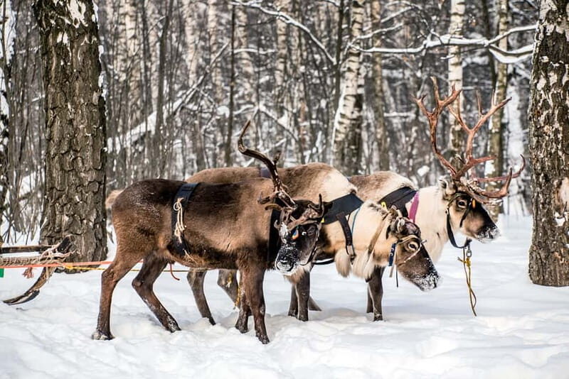 Levi: Reindeer Experience with Sled Ride - A Deep Dive into the Reindeer Experience