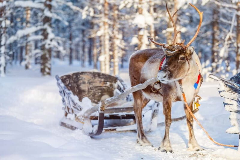 Levi: Reindeer Experience with Sled Ride - Who Will Love This Tour?