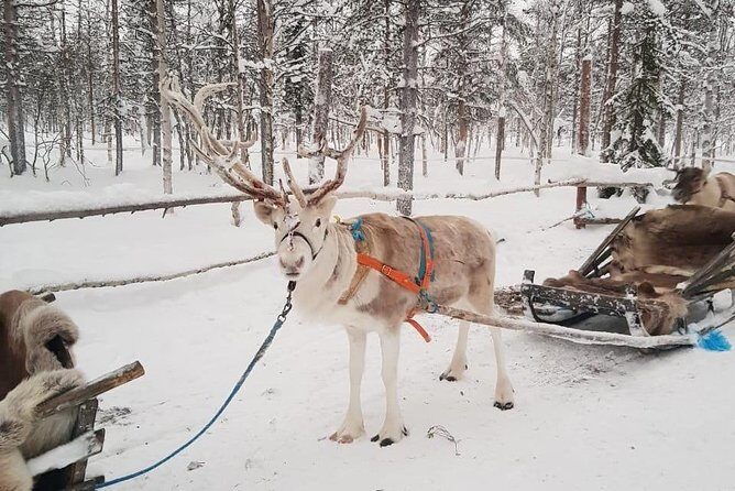 Levi Reindeer Safari - Long or Quick - with Sledge Ride - The Animal Welfare Perspective
