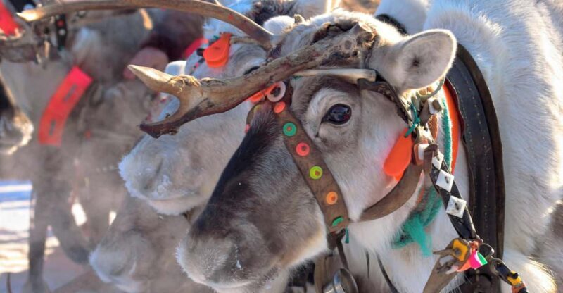 Levi: Reindeer Sleigh Ride Tour in Snowy Forest - Key Points