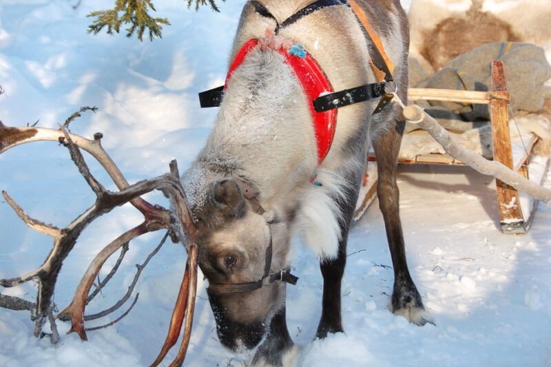 Levi: Reindeer Sleigh Ride Tour in Snowy Forest - Exploring the Tour in Detail