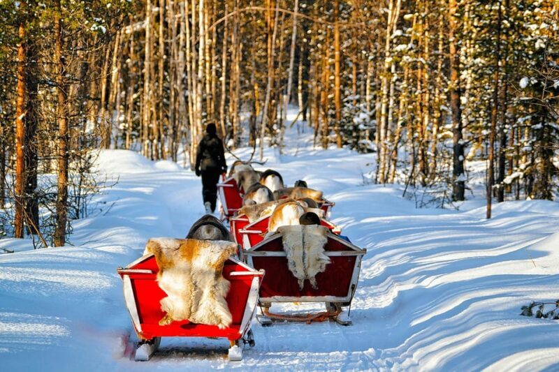 Levi: Reindeer Sleigh Ride Tour in Snowy Forest - Who Will Love This Tour?