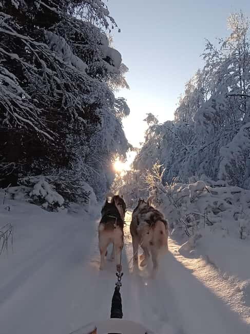 Levi: Self-Drive 2 KM Husky Sledding Experience - Key Points