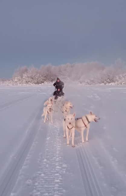 Levi: Self-Drive 2 KM Husky Sledding Experience - What to Expect from the Levi Husky Sledding Tour