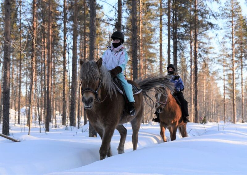 Levi: Snowy Forest Ride and Polar Lights Tours - Levi: Snowy Forest Ride and Polar Lights Tours — A Genuine Arctic Adventure