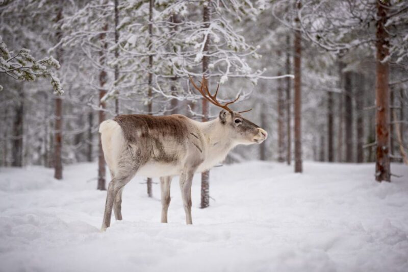Levi: Traditional Reindeer Husbandry Experience - Key Points
