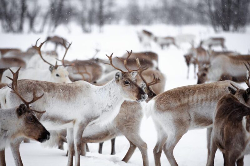 Levi: Traditional Reindeer Husbandry Experience - Exploring the Reindeer Husbandry Experience in Depth