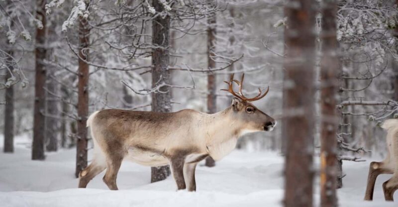 Levi: Winter Highlights Family Day - FAQs