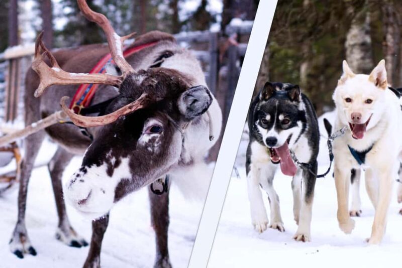 Levi: Winter Wilderness Husky & Reindeer Safari Combo Tour - Levi: Winter Wilderness Husky & Reindeer Safari Combo Tour Review