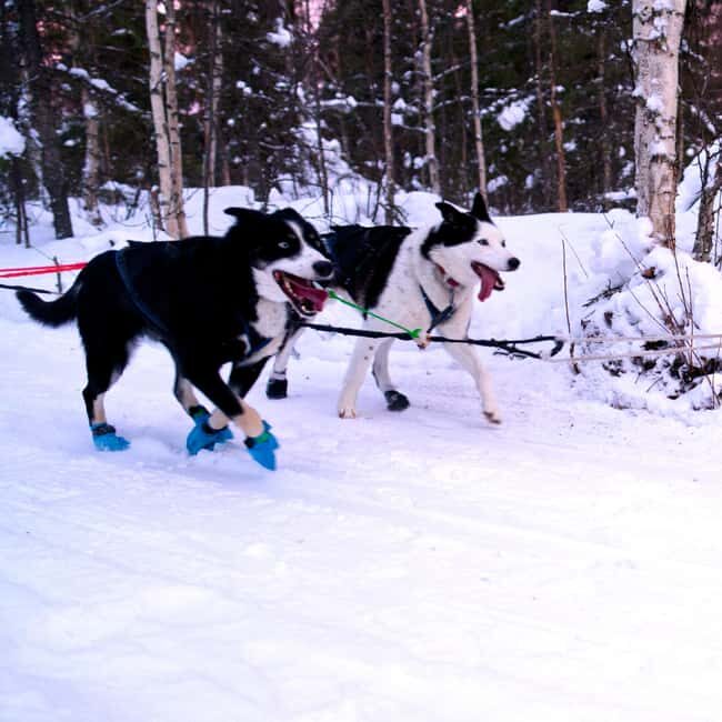 Levi: Winter Wilderness Husky & Reindeer Safari Combo Tour - Who Will Love This Tour?