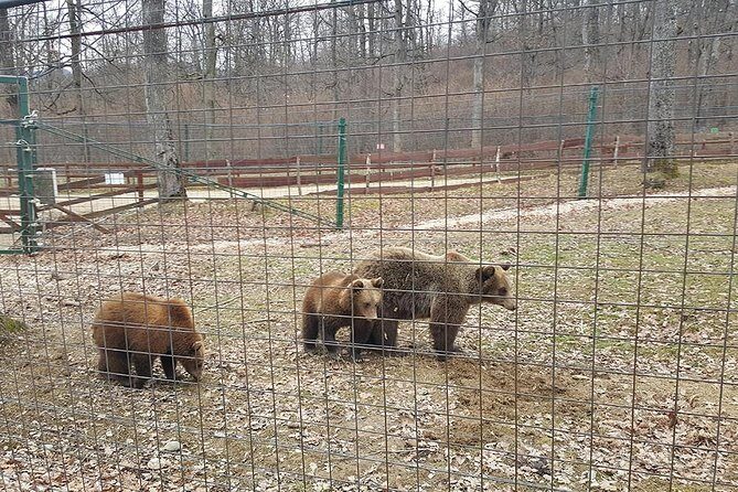 LiBearty Bear Sanctuary Zarnesti Small-Group Trip from Brasov - Who Will Love This Tour?