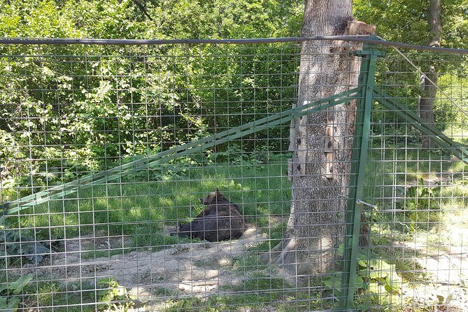 LiBearty Bear Sanctuary Zarnesti Small-Group Trip from Brasov - The Sum Up