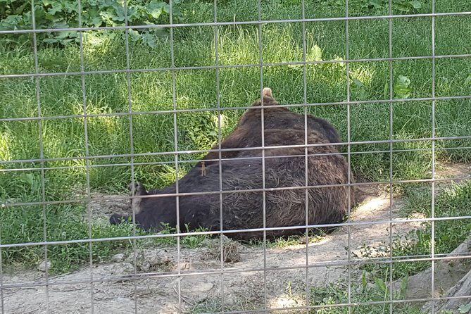 LiBearty Bear Sanctuary Zarnesti Small-Group Trip from Brasov - FAQ