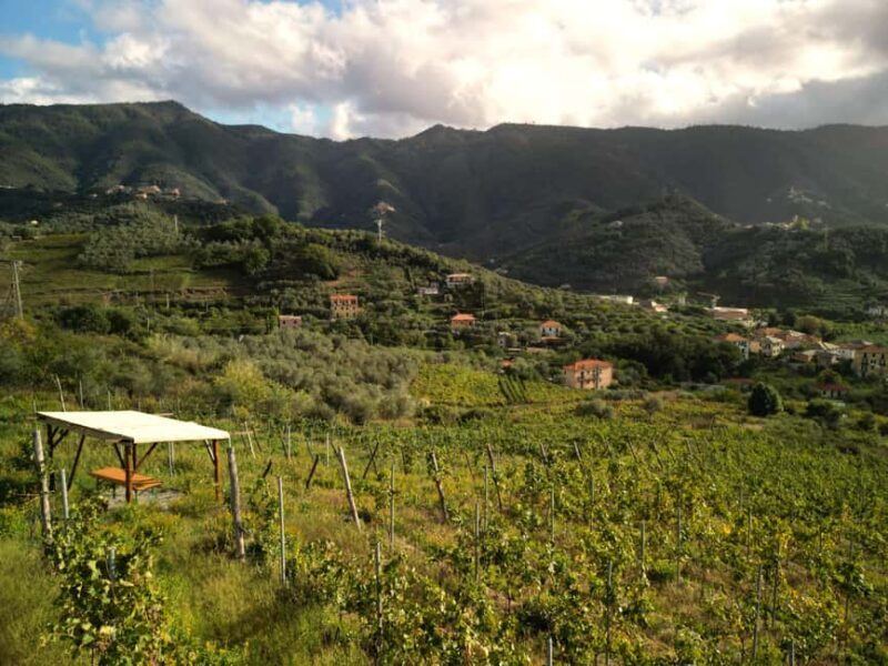 Lievàntu Wine Experience: Tour & tasting in Levanto Valley - Exploring the Lievàntu Wine Experience in Levanto Valley
