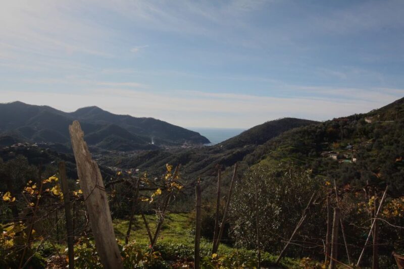 Lievàntu Wine Experience: Tour & tasting in Levanto Valley - What Makes it Special?