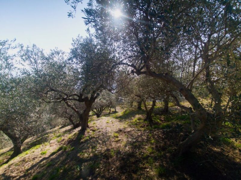Lievàntu Wine Experience: Tour & tasting in Levanto Valley - Practical Details: What to Expect