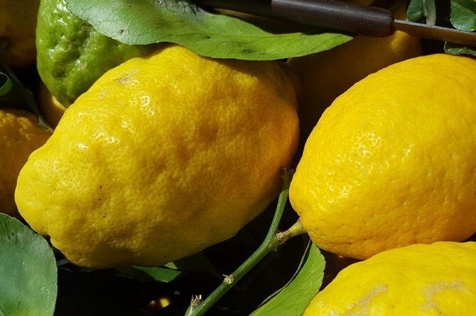Limoncello Making and lunch with lemon base - Introduction
