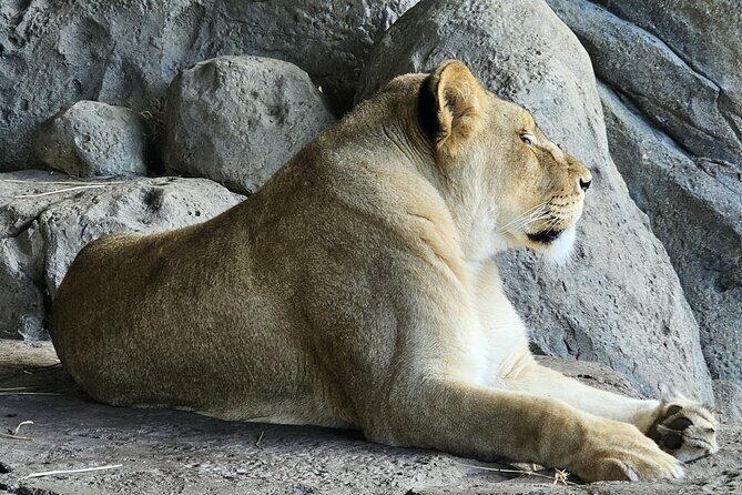 Lincoln Park Nature Museum and Zoo Public Walking Tour - Frequently Asked Questions (FAQs)