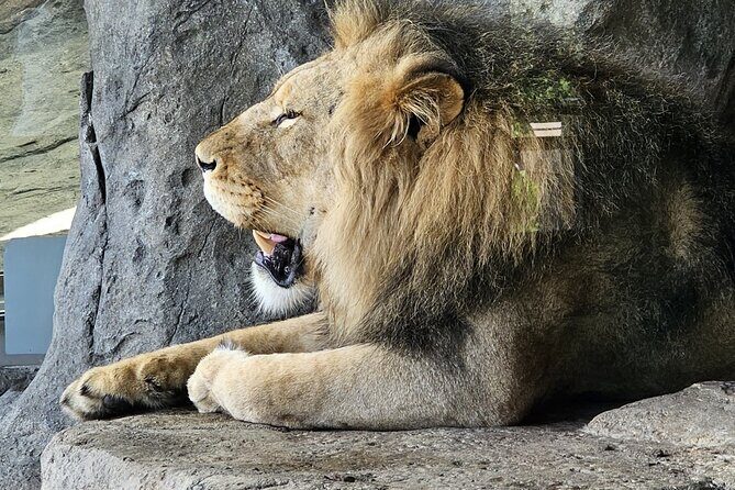 Lincoln Park Nature Museum & Zoo Private Walking Tour - Key Points