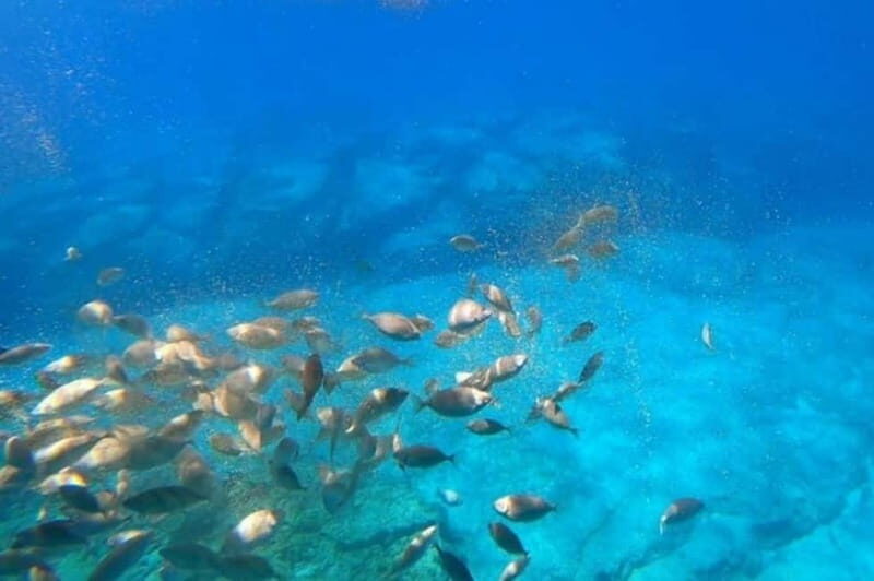 Lindos: 3Hour Hippo Submarine with Swim Stop at Navarone Bay - Who Is This Tour Best For?