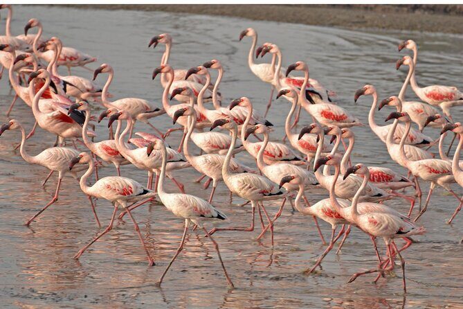 Lio Piccolo: Flamingos & Birdwatching Bike Tour in the Lagoon - Key Points