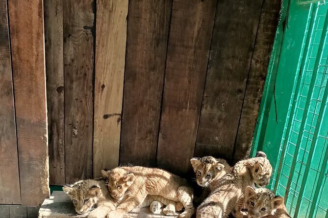 Lion Safari and Green Canyon Splash Feast with Lunch - The Sum Up