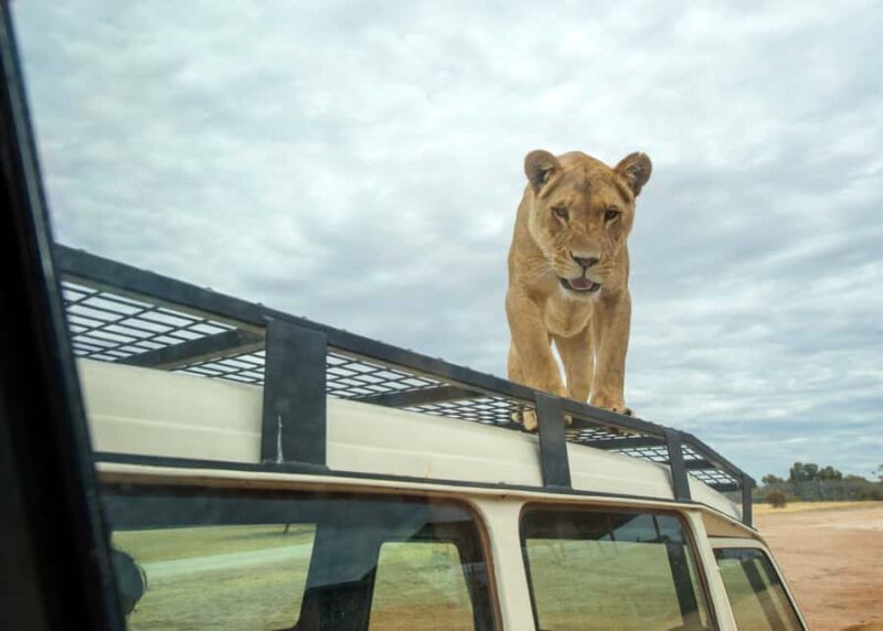 Lions 360 Experience and a Day at Monarto Safari Park - FAQ