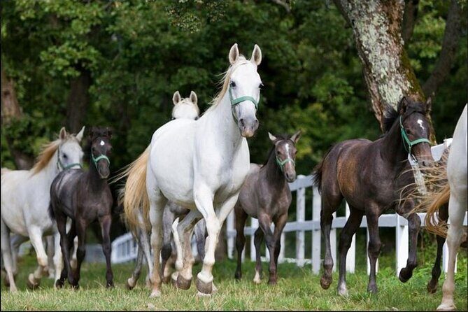 Lipica stud farm and Piran Tour from Ljubljana - The Value Proposition