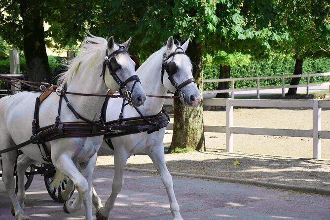 Lipica Stud Farm and Skocjan Caves from Koper - Frequently Asked Questions