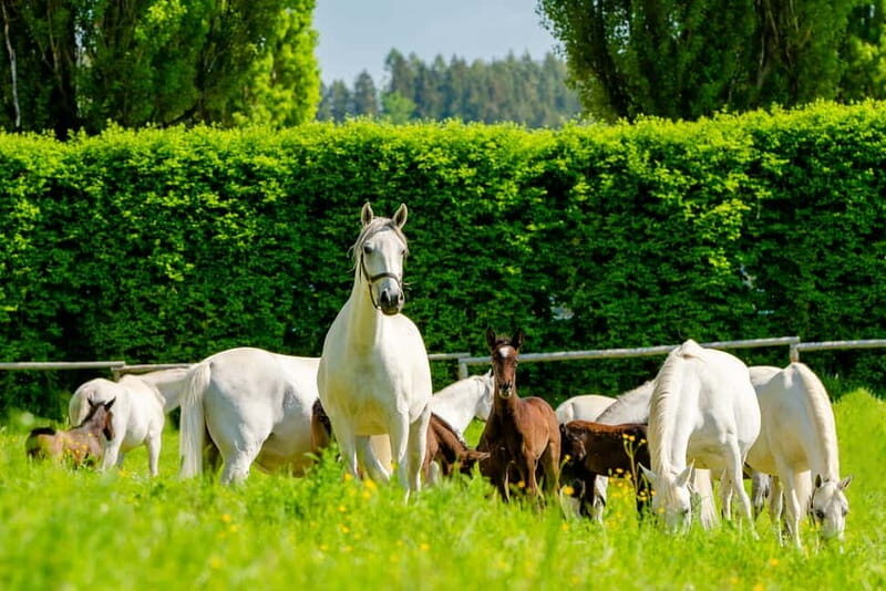 Lipizzaner Stud Piber: Guided Tour - A Closer Look at the Lipizzaner Stud Piber Guided Tour