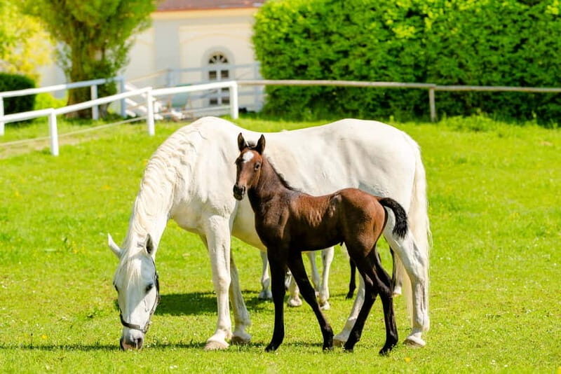 Lipizzaner Stud Piber: Guided Tour - Who Will Love This Tour?
