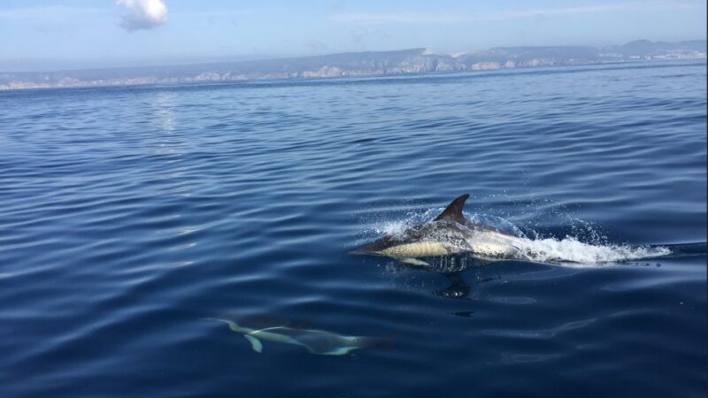 Lisbon: Arrábida Natural Park Dolphin Watching Boat Tour - Key Points