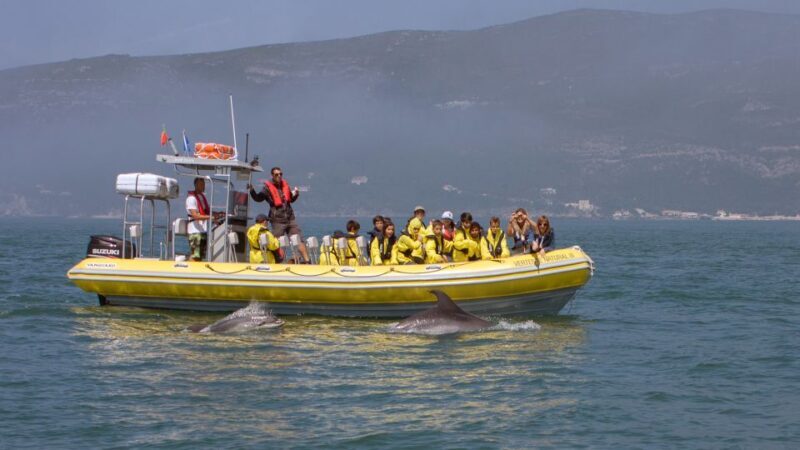 Lisbon: Arrábida Natural Park Dolphin Watching Boat Tour - Exploring the Tour Experience