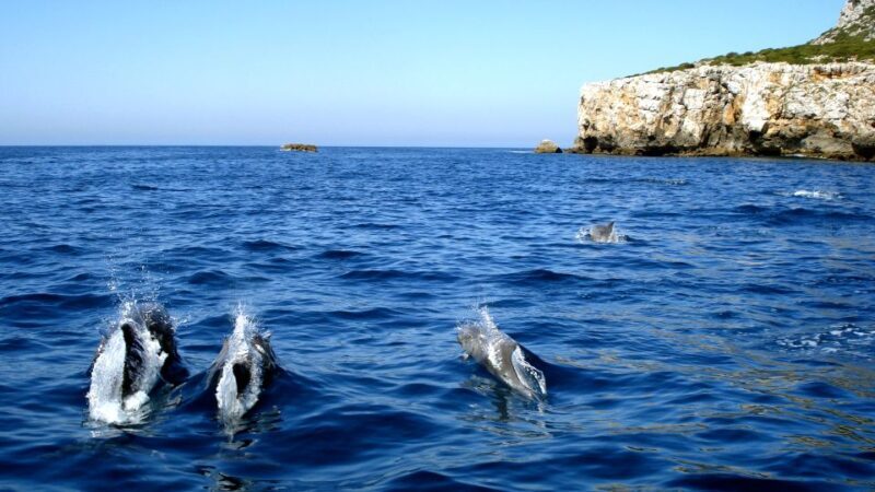 Lisbon: Arrábida Natural Park Dolphin Watching Boat Tour - Practical Details and Tips