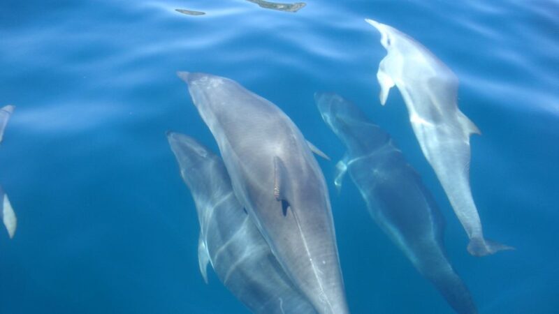 Lisbon: Arrábida Natural Park Dolphin Watching Boat Tour - FAQ